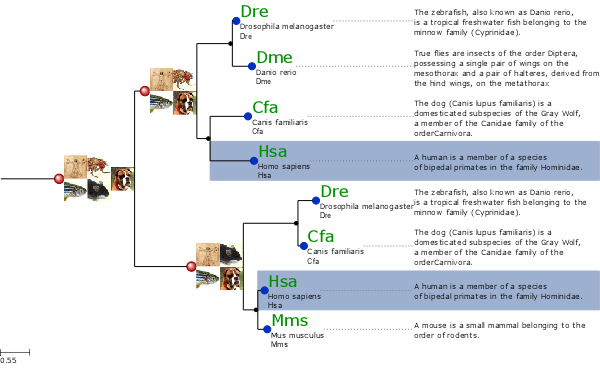 Dashed line between leaf node and aligned face · Issue #626 · etetoolkit/ete · GitHub