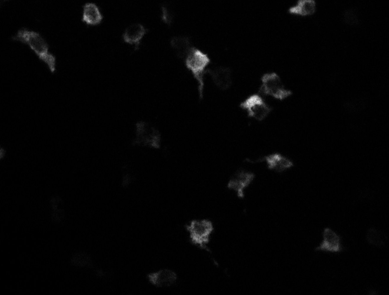 cellpose gui or using python code producing very strange results ...