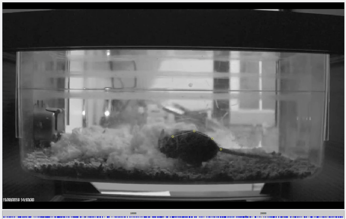 Finding Predicted Frames · Issue 641 · Talmolab Sleap · Github