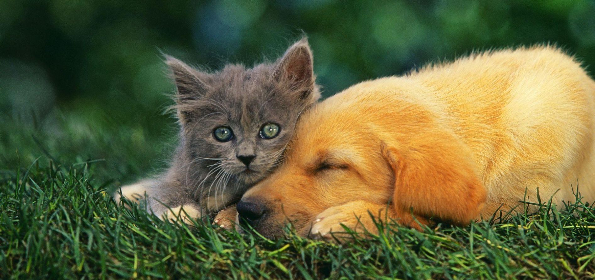 FurFlix-Classifying-Cats-and-Dogs-with-CNN/README.md at main ...