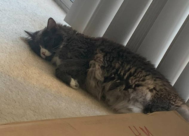 joseph-bravo (Joseph Bravo) · GitHub