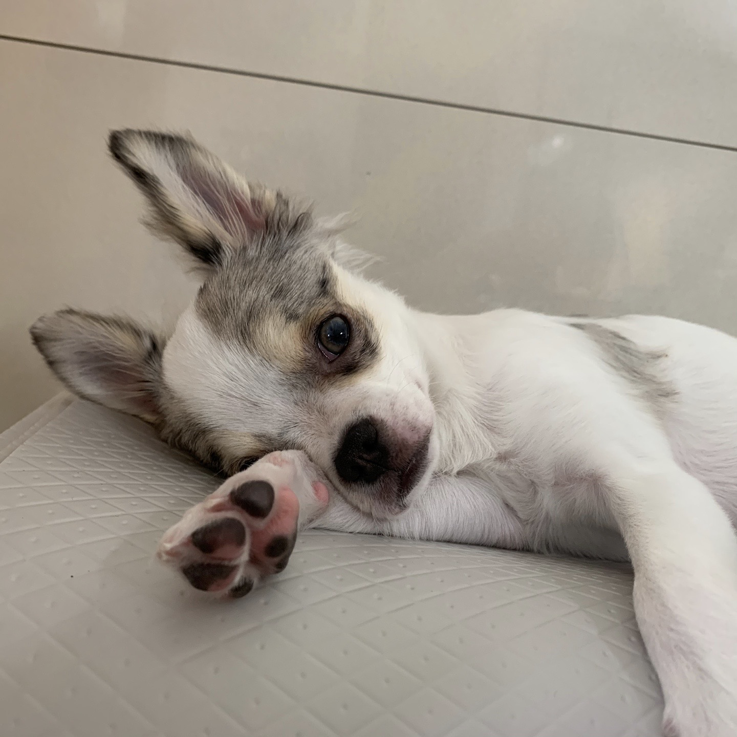 GitHub - Nexters/pinata-server: 가져가 다 줄게 너의 선물