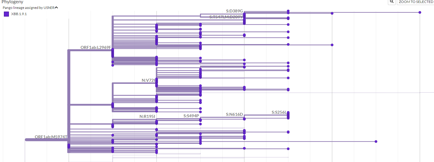 XBB.1.9.1 with ORF1ab:M5974T and N:R195I and 3 spike mutations (S494P ...