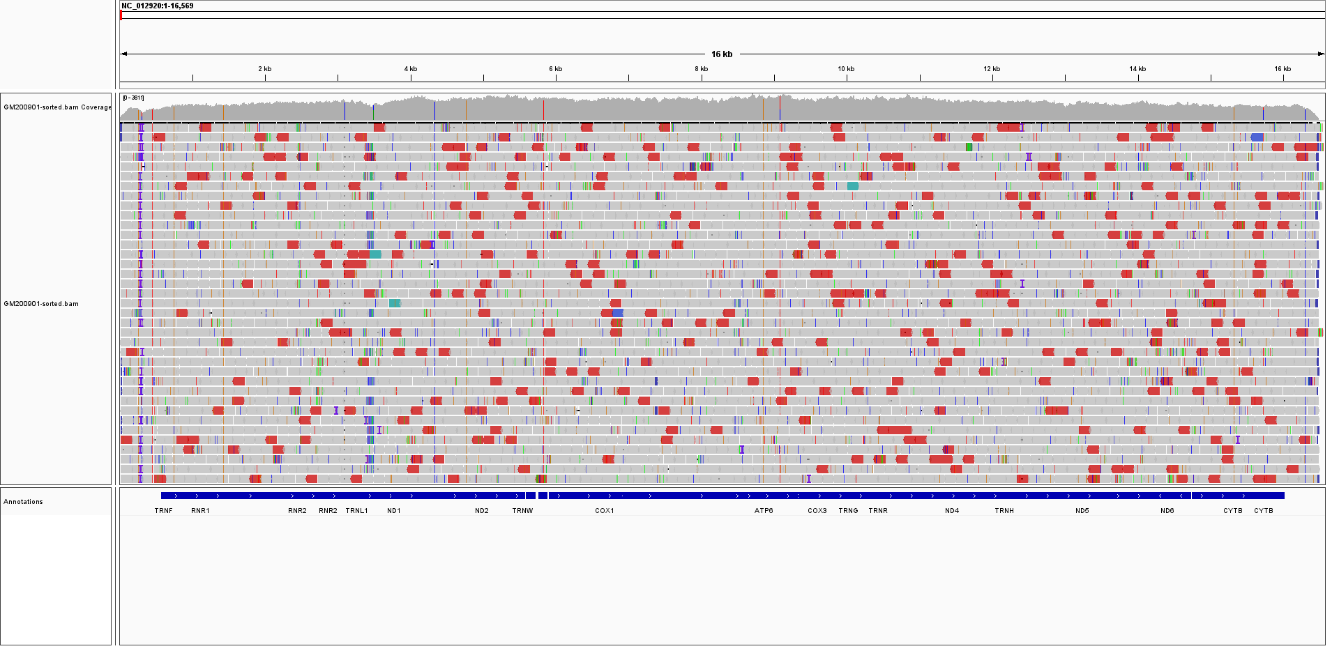 Batch script snapshot Coverage height not autoscaled · Issue #975 · igvteam/igv · GitHub