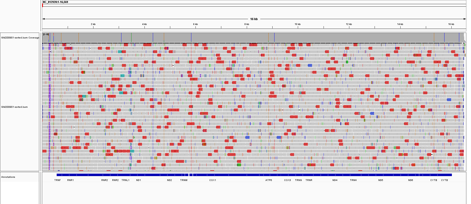 Batch script snapshot Coverage height not autoscaled · Issue #975 · igvteam/igv · GitHub