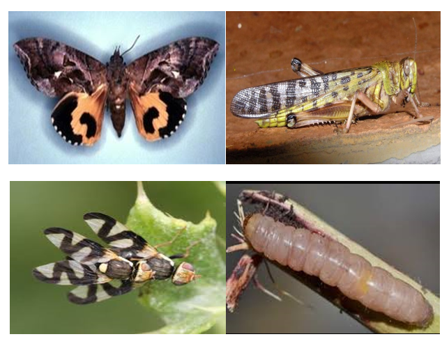 Github Amzarch Robot Pests Detection In Agriculture Using Cnn This Repo Uses Robots With