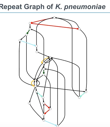 tutorial · Issue #539 · mikolmogorov/Flye · GitHub