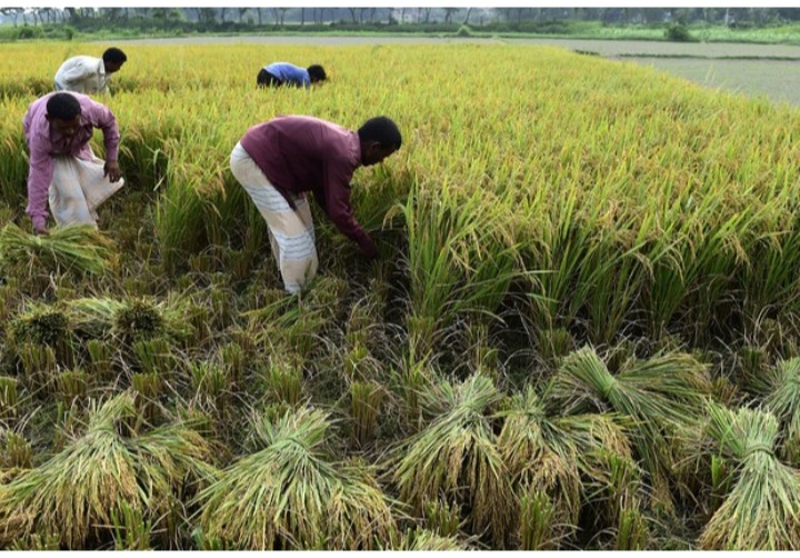 GitHub - Nivetha001/Crop-Production-Data-Analysis: Data Analysis Project, Domain : Agriculture ...