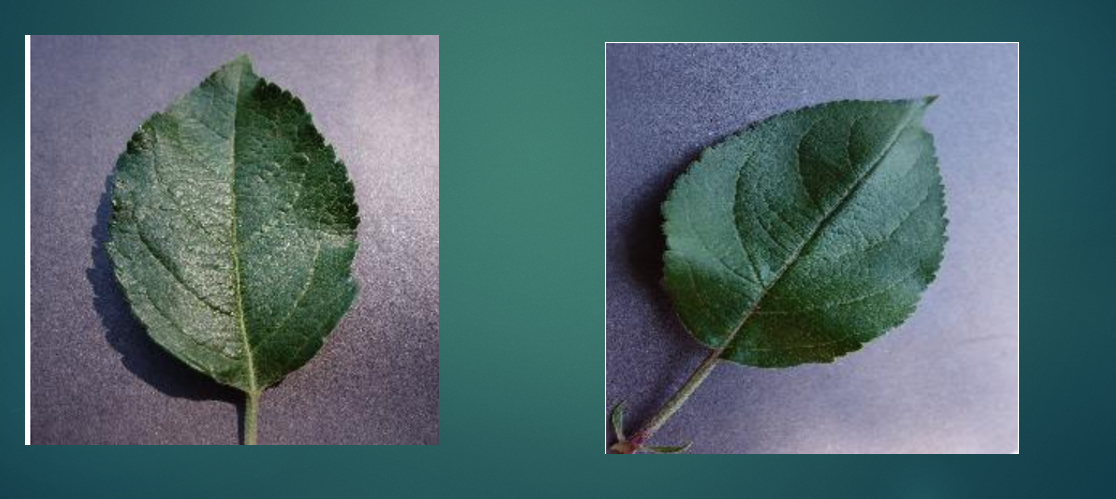 GitHub - rekha587/Image-Processing-Project---Plant-Disease-Detection ...