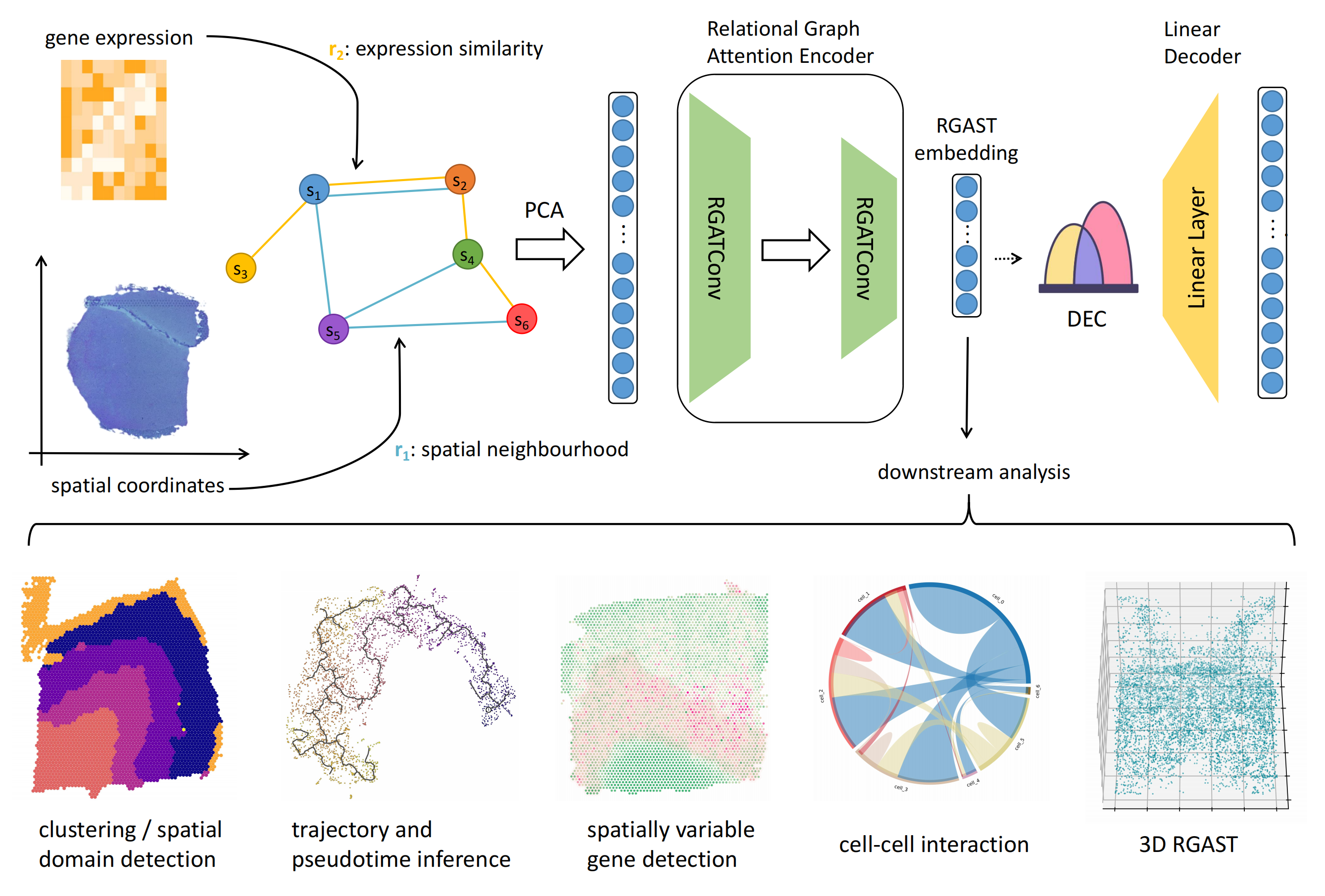 GitHub - GYQ-form/RGAST: Relational Graph Attention Network for Spatial Transcriptome Analysis