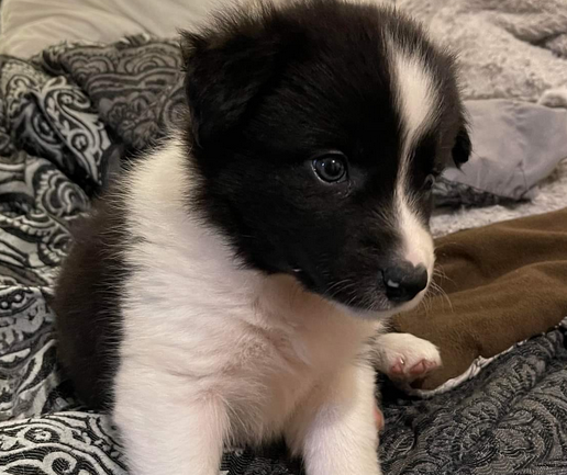 Feature Suggestion: Vertical Row reward set