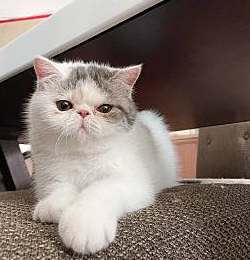 GitHub - BPhanuphong/Cat-breed-images-classification