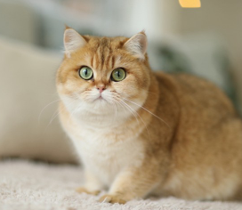 GitHub - BPhanuphong/Cat-breed-images-classification