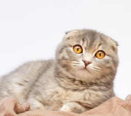 GitHub - BPhanuphong/Cat-breed-images-classification