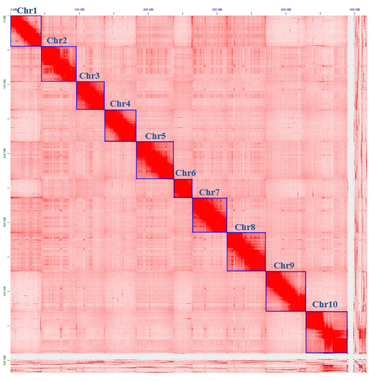 Some strange fragments on a chromosome · Issue #116 · aidenlab/3d-dna · GitHub