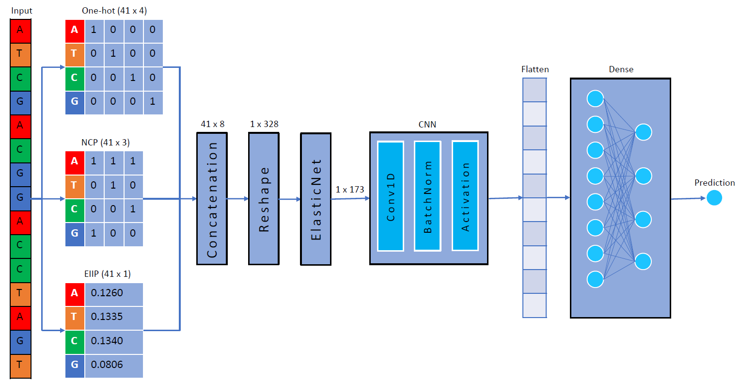 GitHub - Z-Abbas/ENet-6mA: Identification of 6mA modification sites in ...