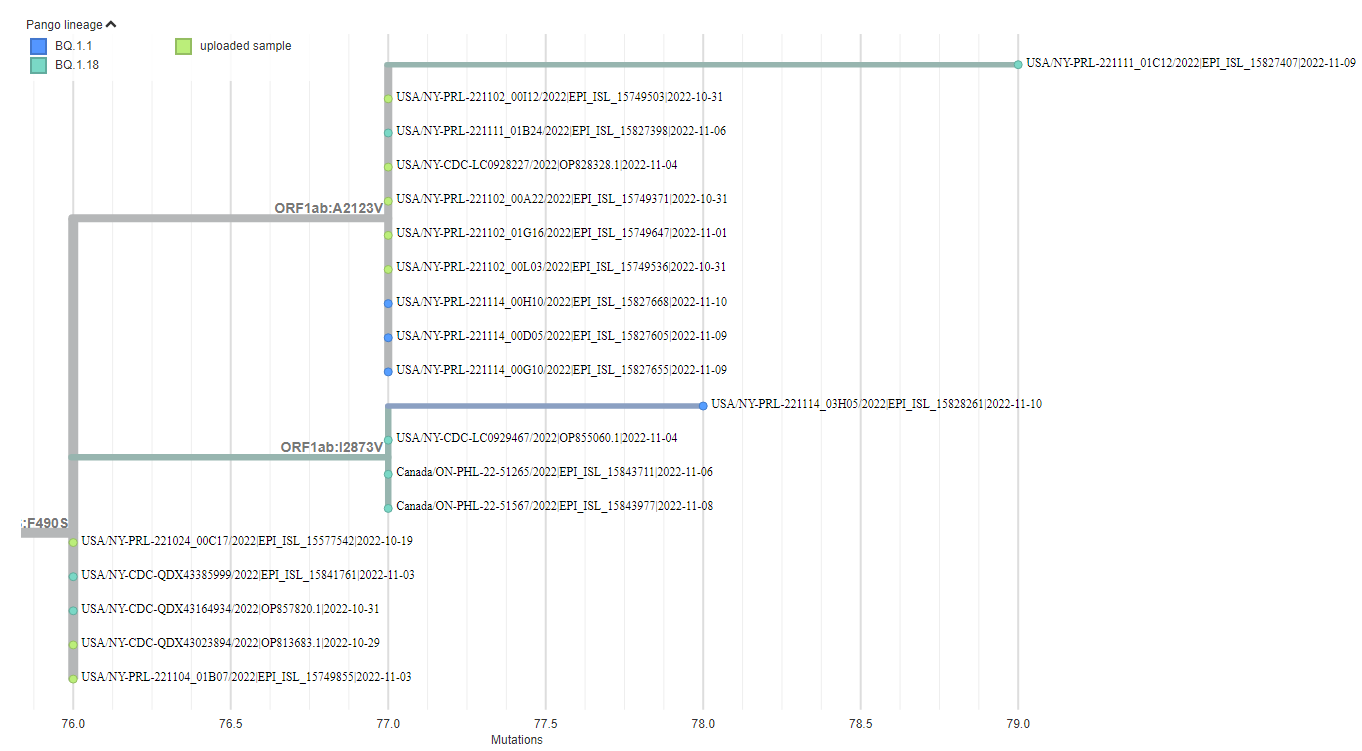 BQ.1.18 with S:Y144-, S:F490S and N:G30- in New York (8 sequences) · Issue #1350 · cov-lineages ...
