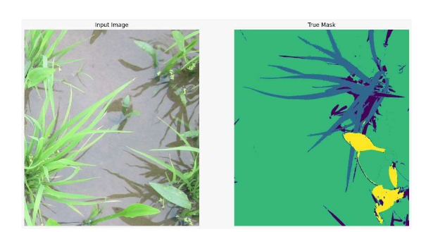 GitHub - 2020ashish/Rice-seedling-and-weed-detection: Unet segmention technique is used to ...