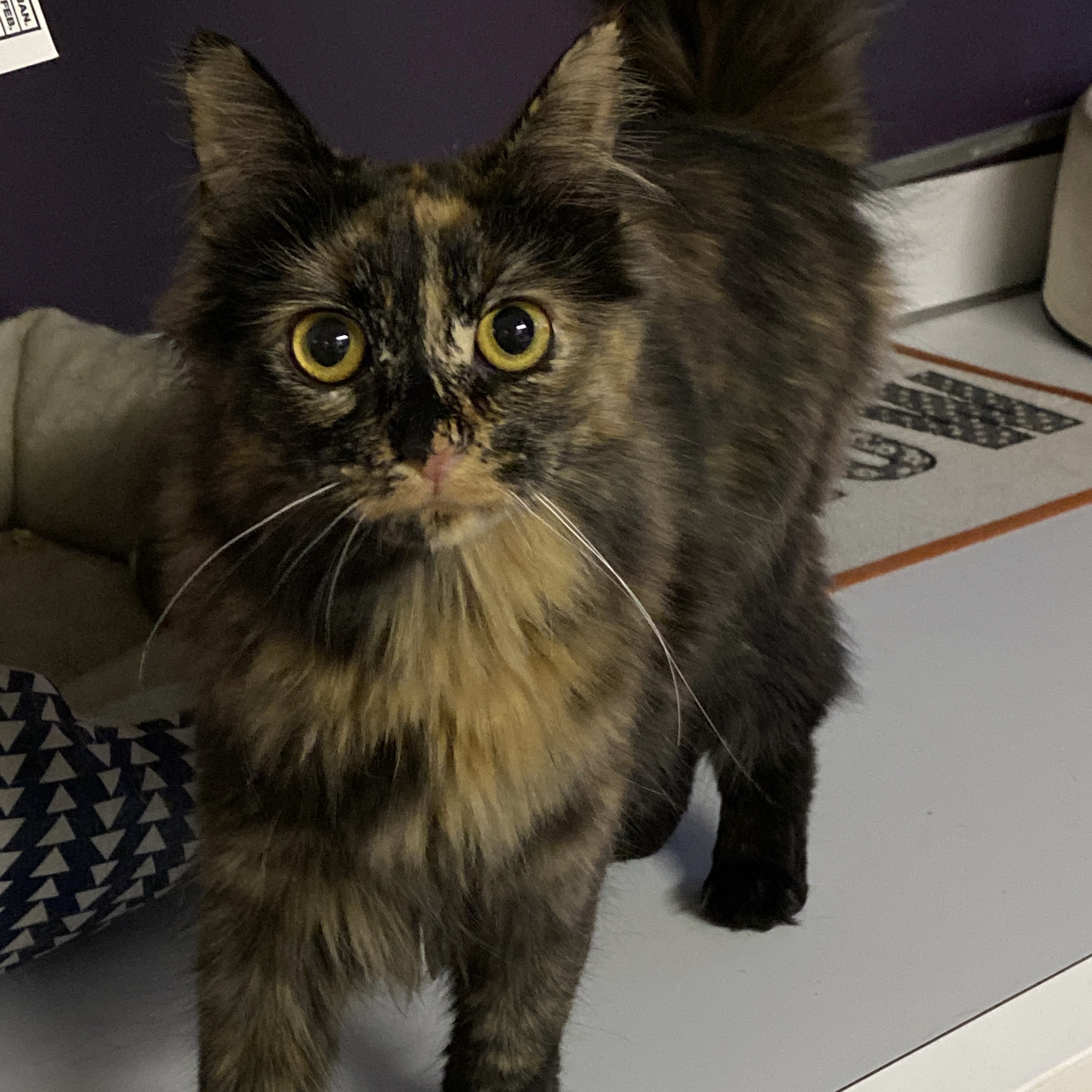 chaiai (Reid Yonkers) · GitHub