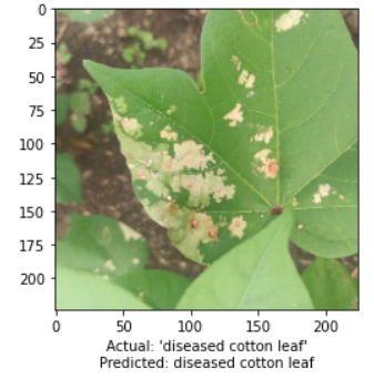 GitHub - AdnanAK7/Cotton-Disease-Prediction: Cotton leaves disease ...