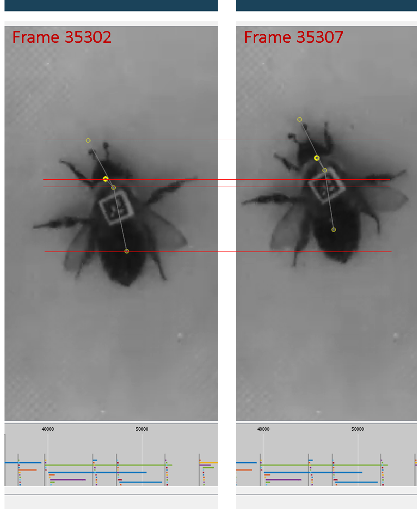 Inference result output offset by several frames · Issue #564 · talmolab/sleap · GitHub