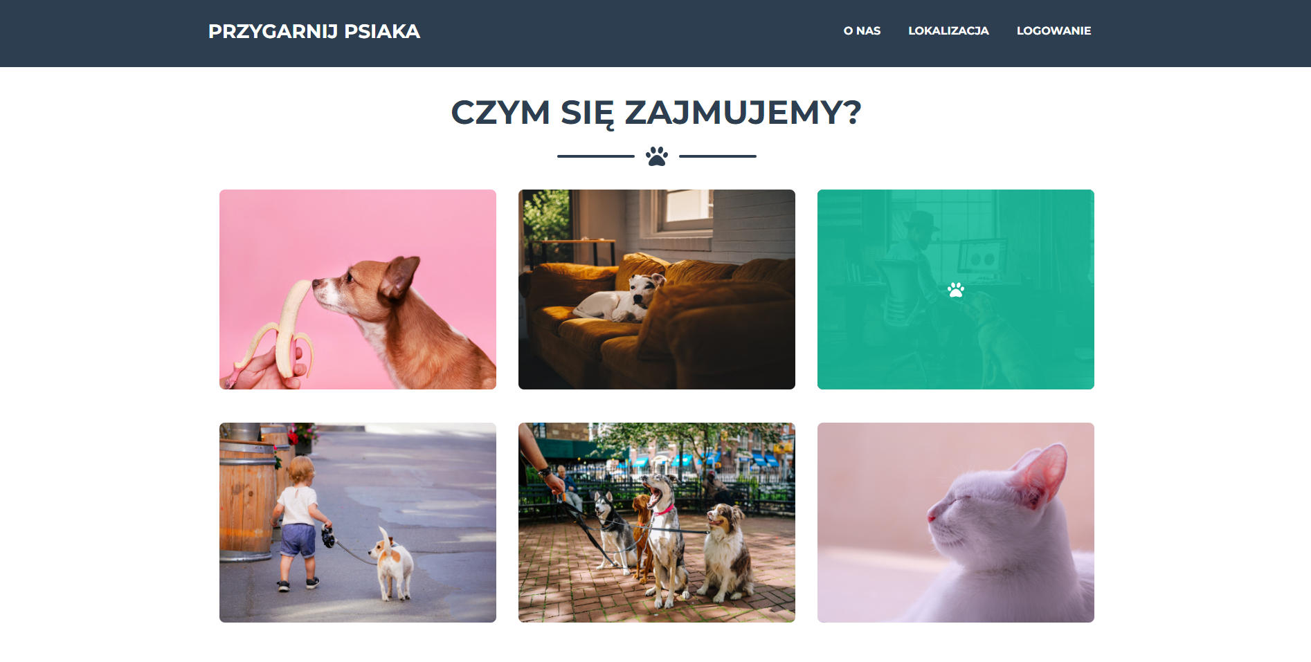 GitHub - mrcszym/Dog-shelter-frontend