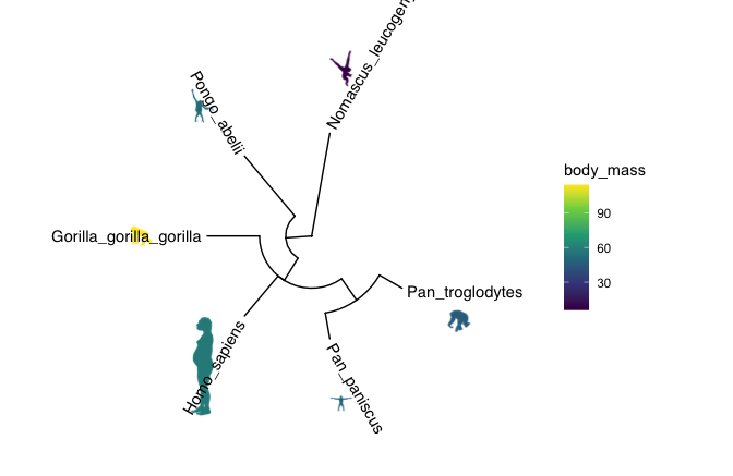 Phylopic image background is coloured when using circular tree layout ...