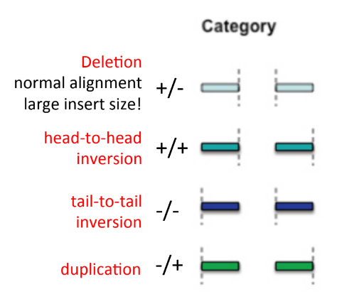 Visual representation of strand at SV breakpoints · Issue #78 · hms-dbmi/chromoscope · GitHub