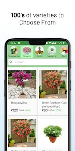 GitHub - Pulkit0729/Ginkgos