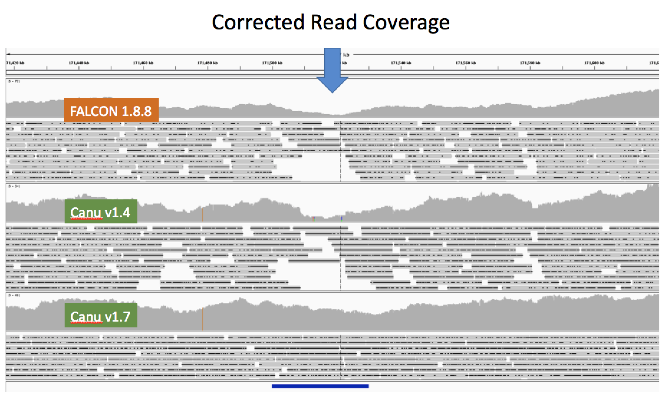 read correction indeed much improved · Issue #797 · marbl/canu · GitHub