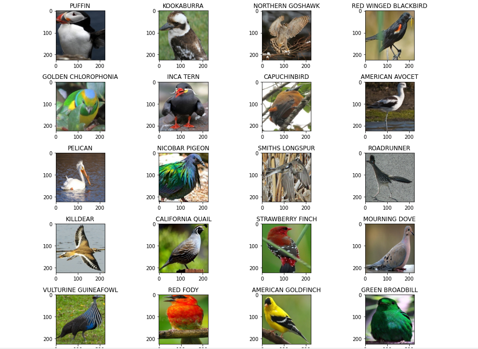 GitHub - yaswanth19/Bird-image-Classification