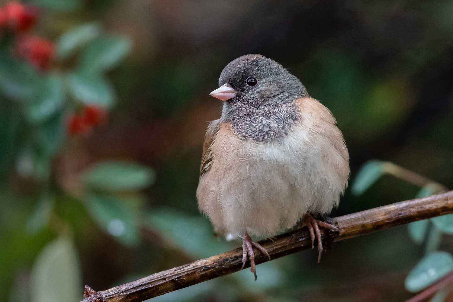 GitHub - Tsmorz/project-junco: RC Fixed Wing for Mobile Robotics at Northeastern University