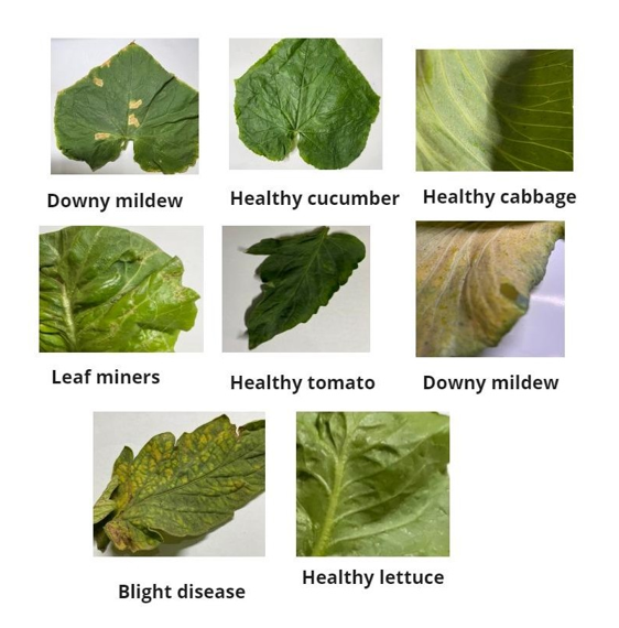 GitHub - shahd1995913/Jordan22_Dataset: Jordan22 Dataset that used in Identification of Plant ...