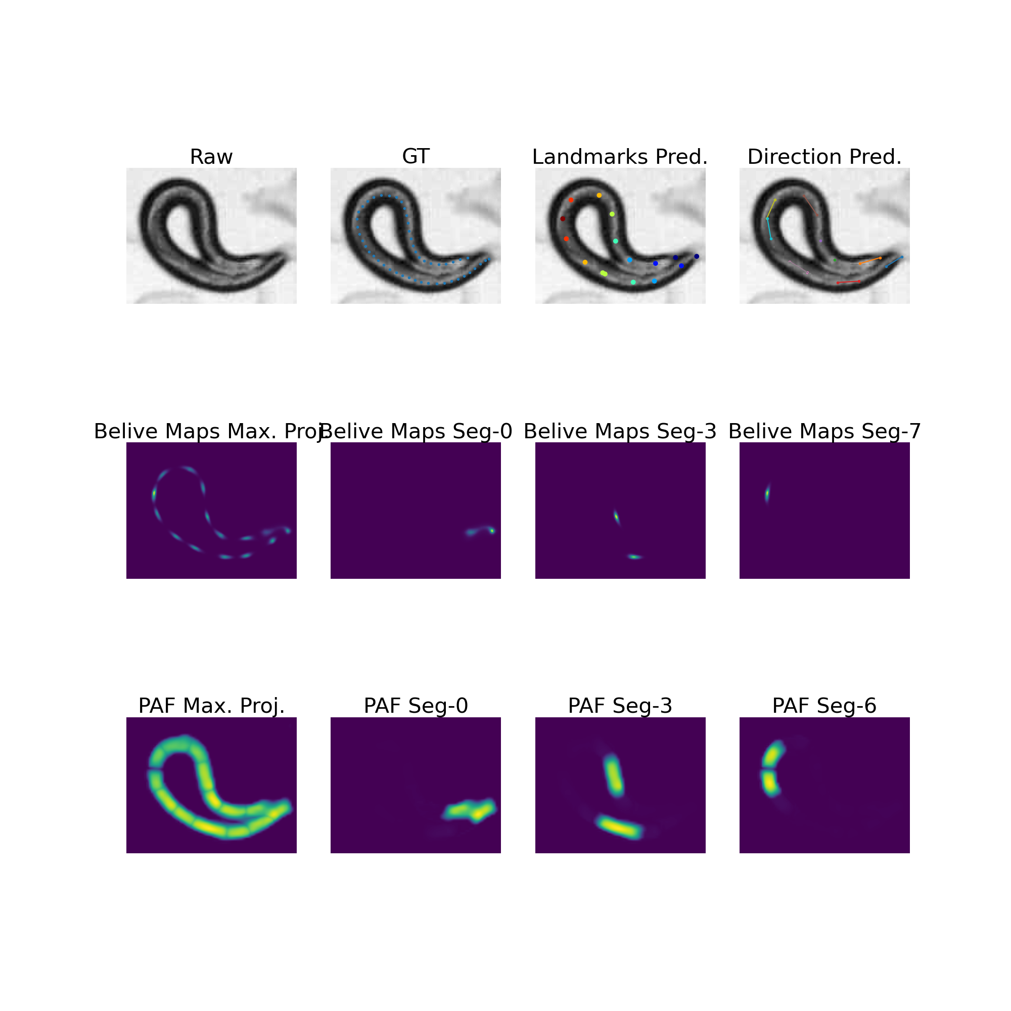 GitHub - ver228/worm-poses