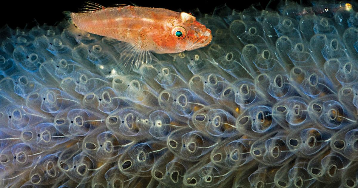 Tunicate Swarm Algorithm · Issue #90 · fcampelo/EC-Bestiary · GitHub