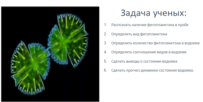 GitHub - im-data-explorer/Object_Detection_Fitoplankton: проект построения нейронной сети ...