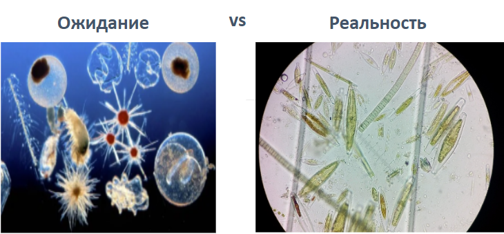 GitHub - im-data-explorer/Object_Detection_Fitoplankton: проект построения нейронной сети ...
