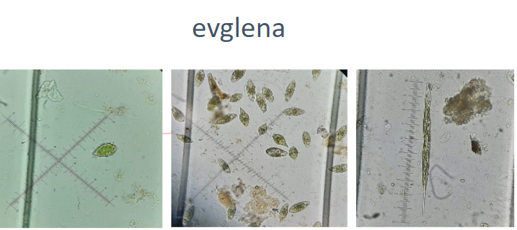 GitHub - im-data-explorer/Object_Detection_Fitoplankton: проект построения нейронной сети ...