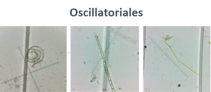 GitHub - im-data-explorer/Object_Detection_Fitoplankton: проект построения нейронной сети ...
