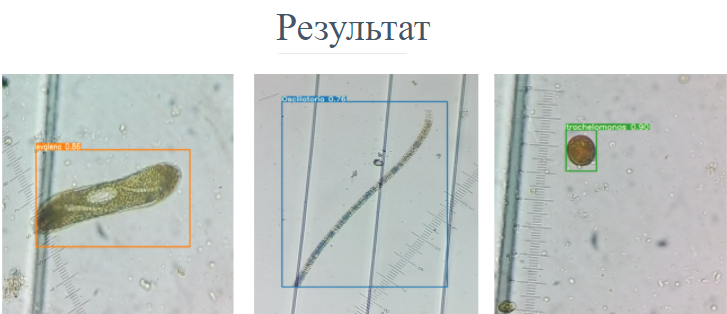GitHub - im-data-explorer/Object_Detection_Fitoplankton: проект построения нейронной сети ...