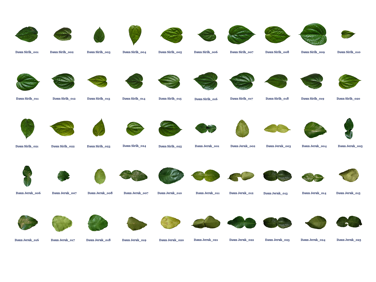 GitHub - junjung214/Dataset-Daun-Sirih-dan-Jeruk-Nipis_405_448