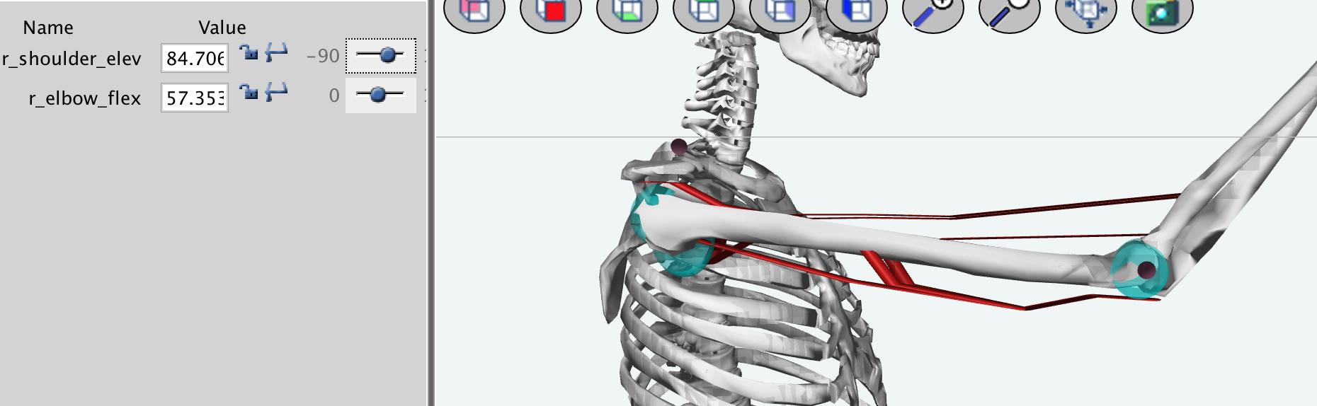 Width of muscle paths depends on joint angles · Issue #240 · opensim-org/opensim-gui · GitHub