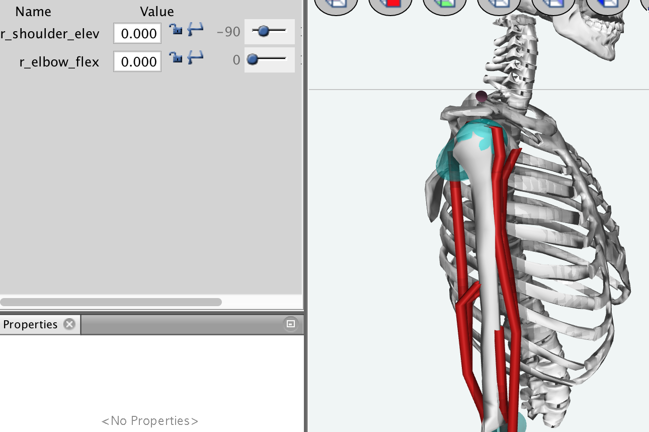 Width of muscle paths depends on joint angles · Issue #240 · opensim-org/opensim-gui · GitHub