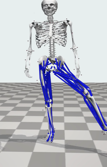 Model and kinematics of normal walking from 3.3 visualize with incorrect hip kinematics in 4.0 ...