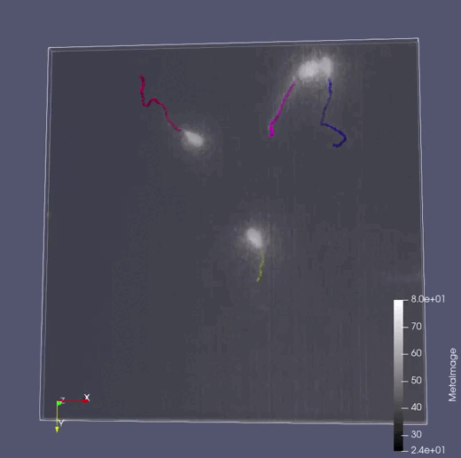 GitHub - paul-hernandez-herrera/iterative-centerline-tracing-sperm ...
