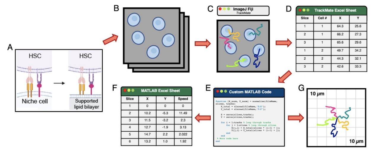 Github Wtzhao31 Rapid Quantification Analysis For Cell Migration From