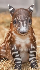 [BUG] Base64 Image is flickering · Issue #842 · Sub6Resources/flutter_html · GitHub