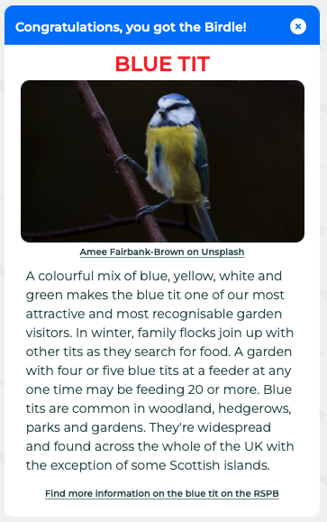 GitHub - l-erw/birdle: a wordle clone about birds