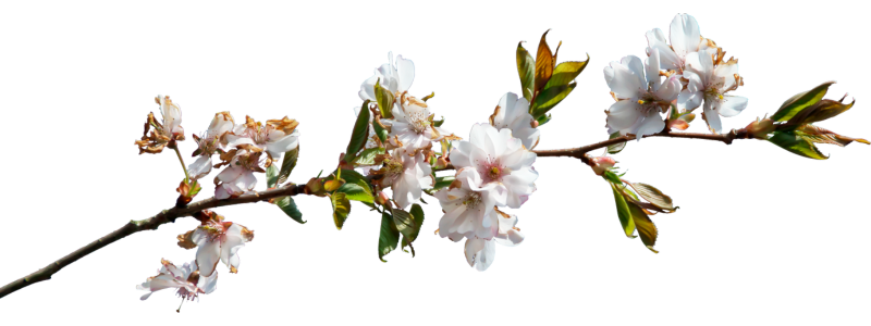 GitHub - Asirwad/IrisFlowerClassifier-DNNClassifier: 🌺 🌸This project ... GitHub - Asirwad/IrisFlowerClassifier-DNNClassifier: 🌺 🌸This project ...