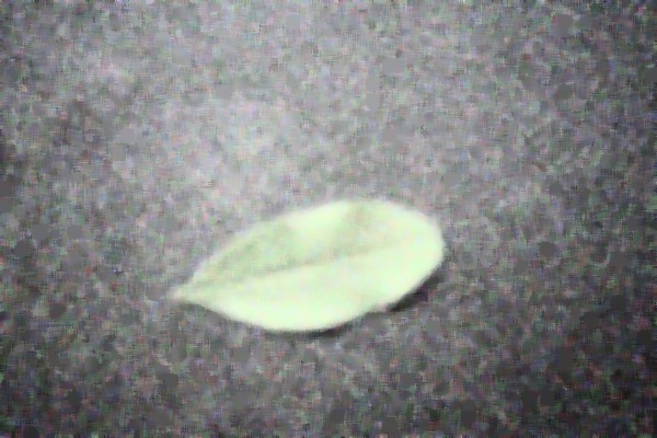 GitHub - KarimHanie/Image-Processing-segmentation-leaf